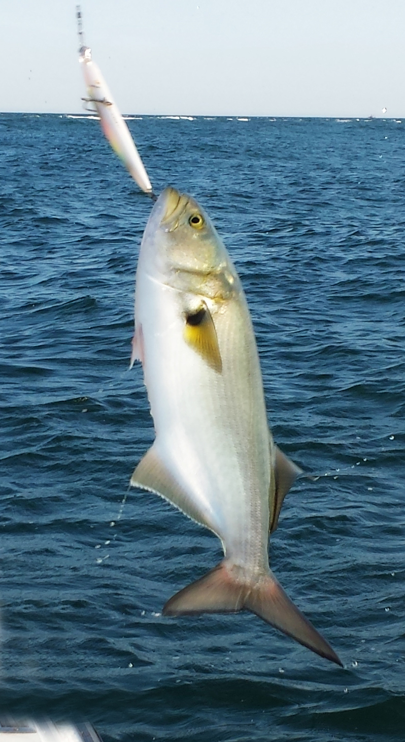 Testimonials - Fish Stix Nantucket